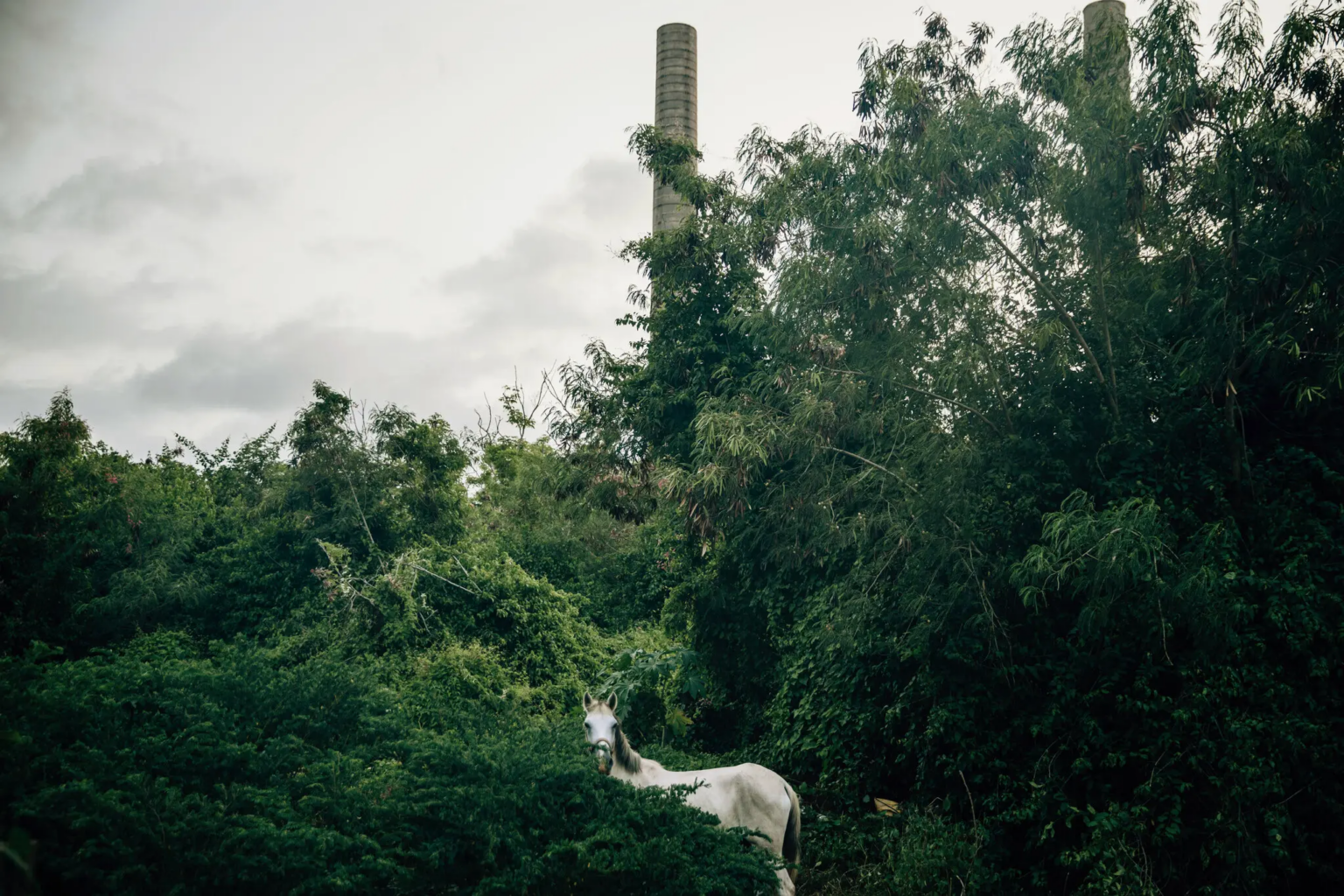 Enduring Legacies of Puerto Rican Labor in the Connecticut River Valley ...